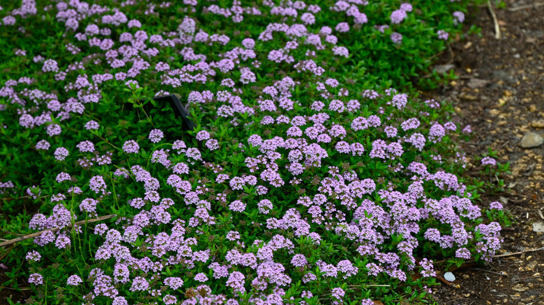 12 companion plants that will be your oregano's best friend in the garden