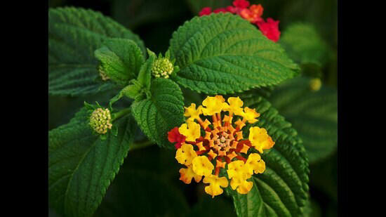 Resident aliens: Check out the dramatic damage done by invasive plants ...