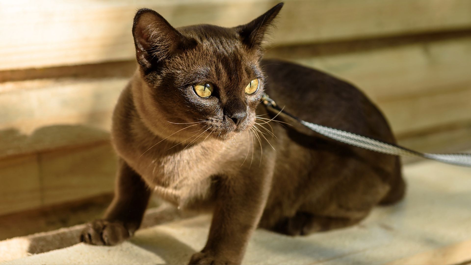 Top reasons to love Burmese cats