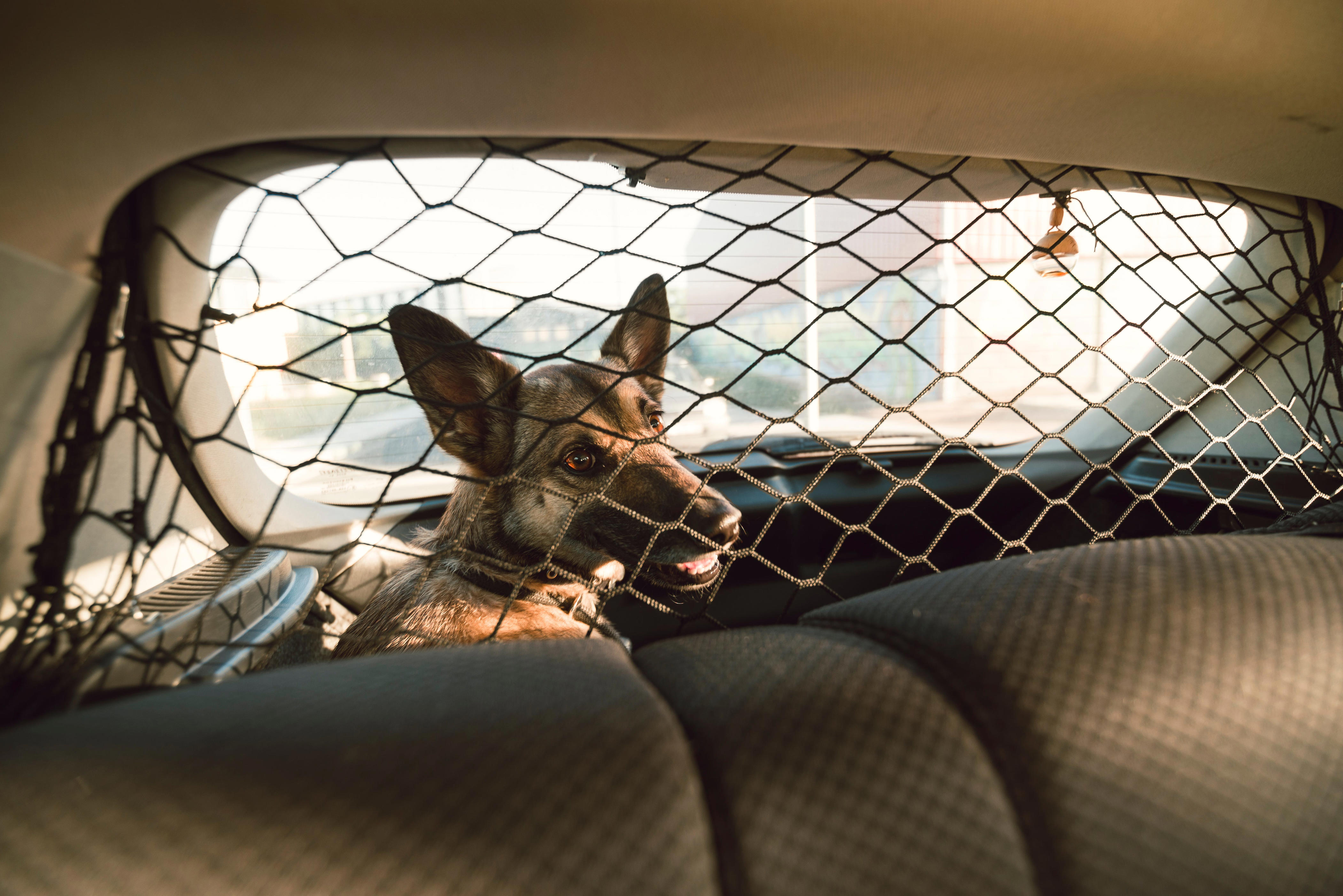 Hop in, boy! The best dog car barriers and dividers of 2026, picked by ...