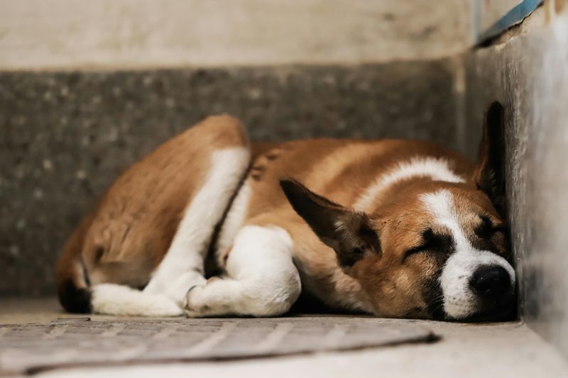11 emotional clues your dog is preparing to say goodbye