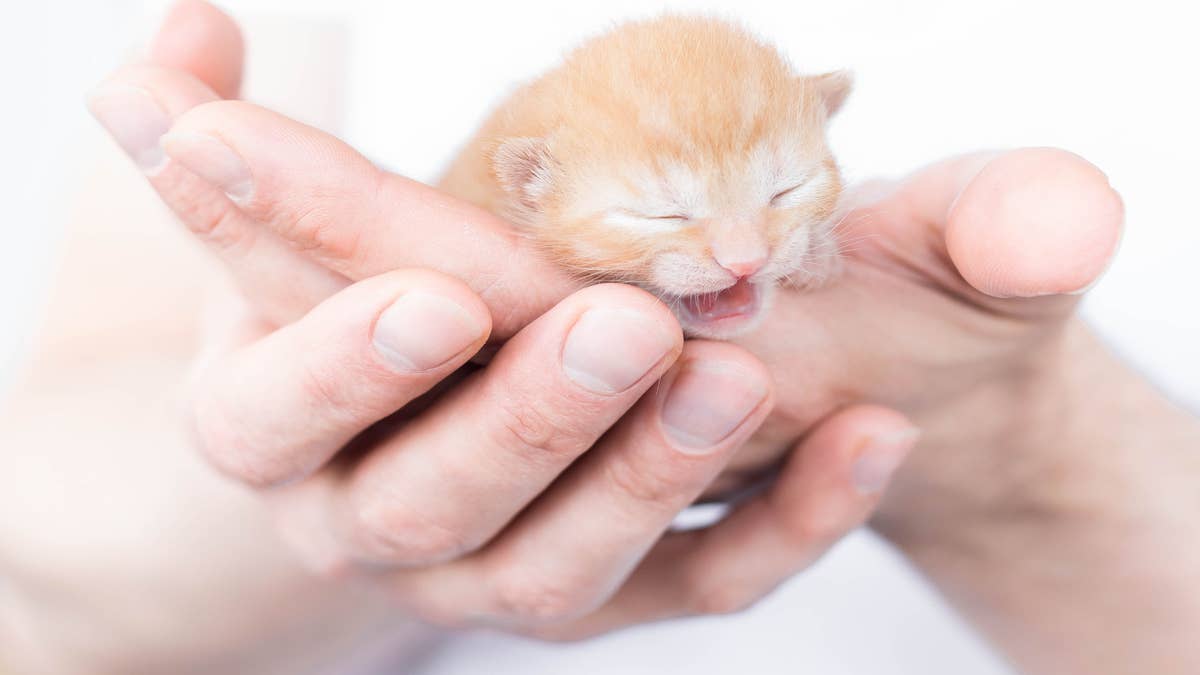 Tiny kitten grew in an unexpected way and people are obsessed