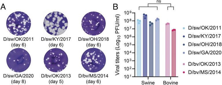 Animal-linked influenza D multiplies efficiently in human respiratory ...