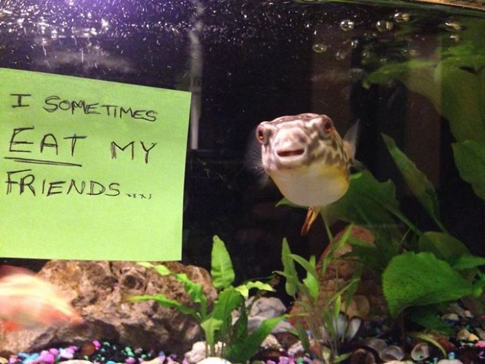 21 hilarious fish that got shamed publicly for being naughty