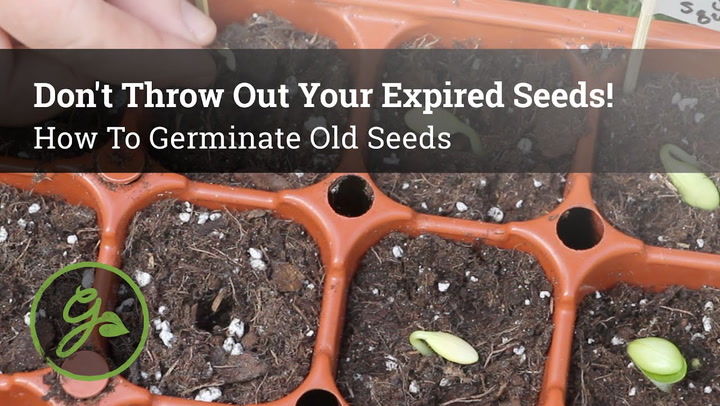 How to germinate old seeds