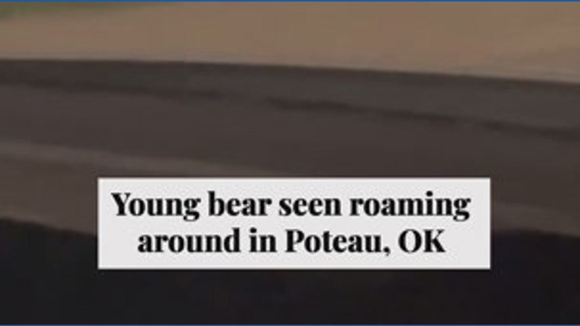 Young bear seen roaming around Poteau Public Library