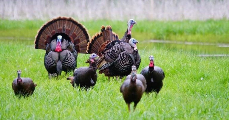Texas County hunters kill 659 turkeys during firearms season