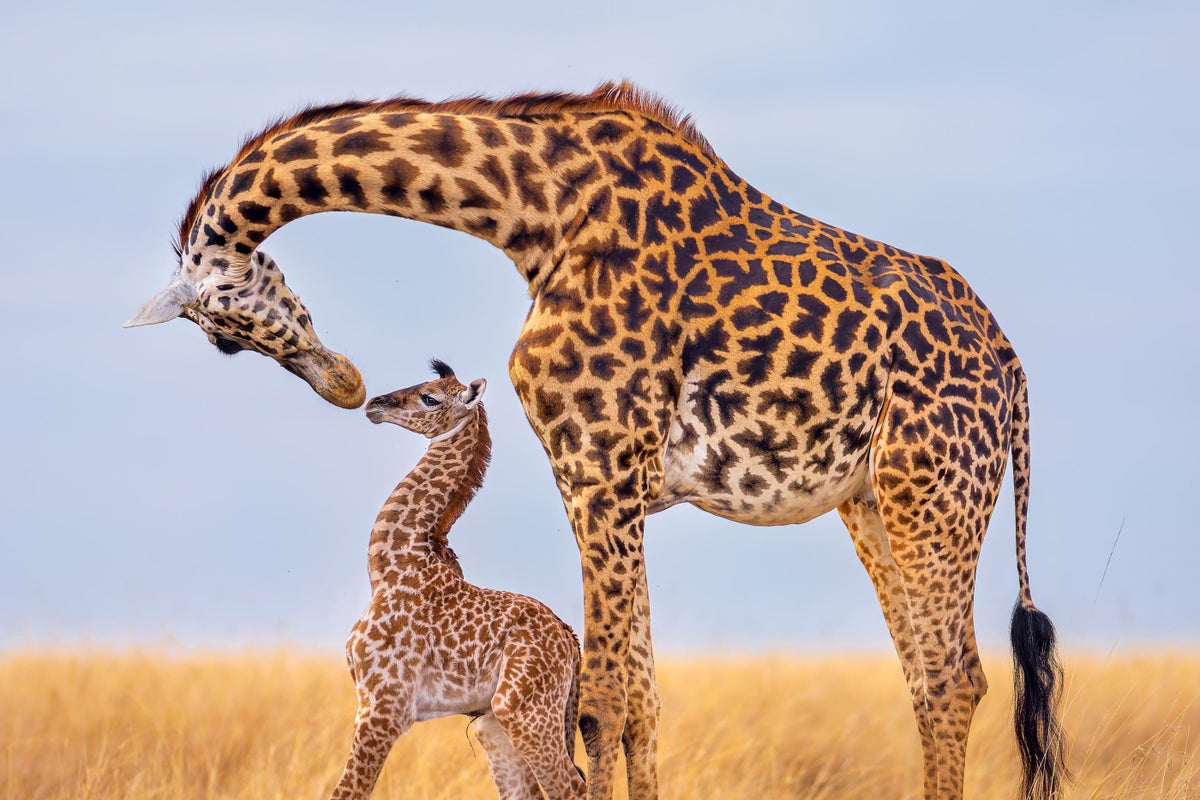 Majestic giraffes pictured in new book to raise funds for wildlife ...