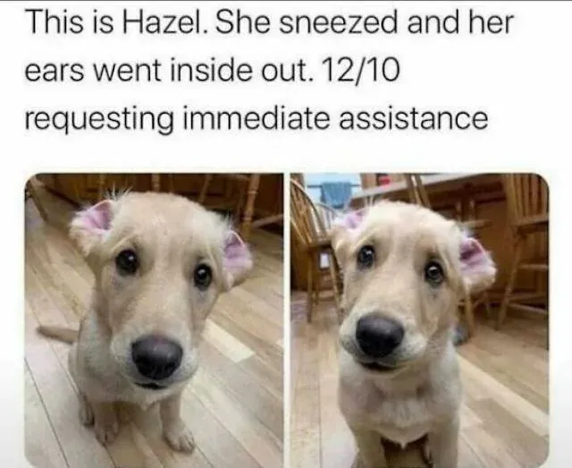 15+ dog memes that are pure happiness in fur form