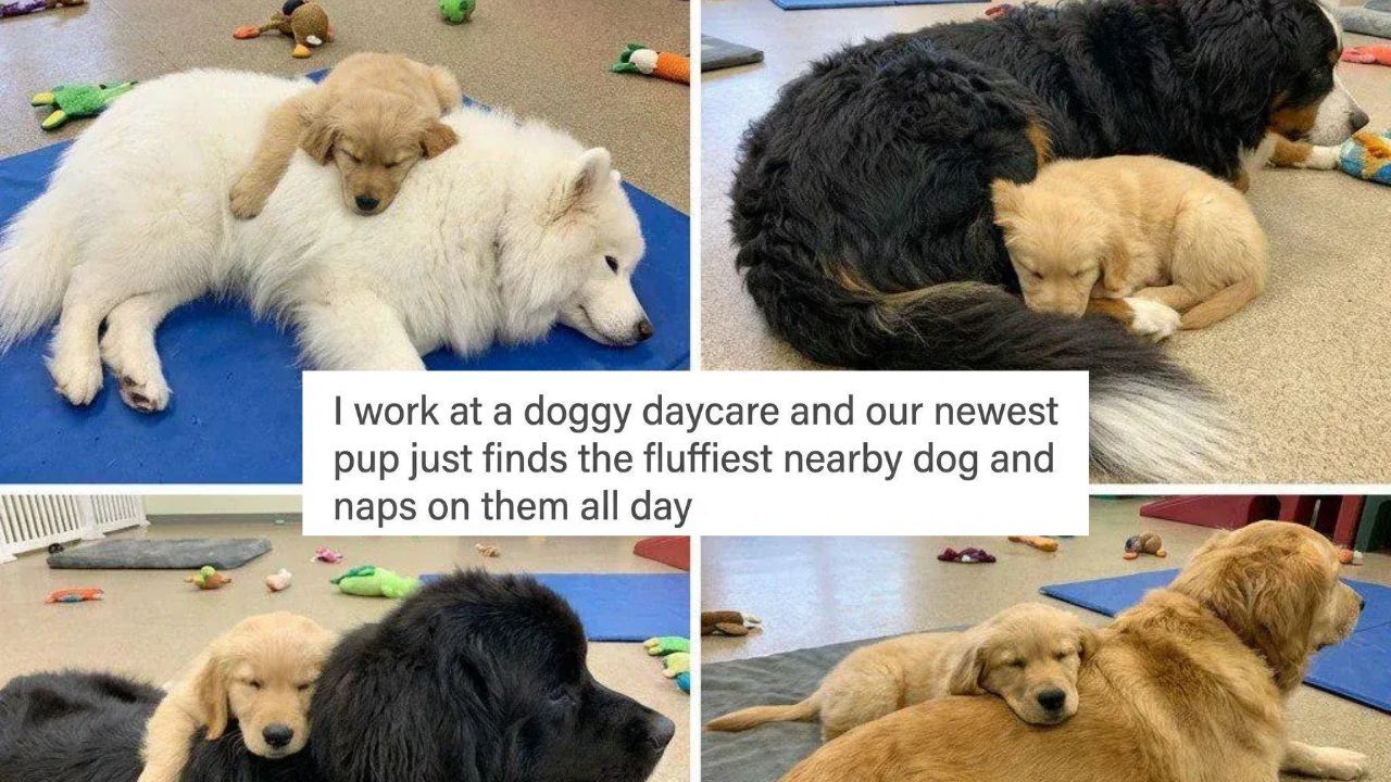 15+ dog memes that are pure happiness in fur form