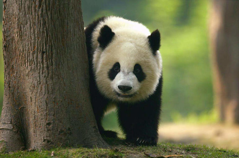 Giant pandas are returning to Zoo Atlanta after a new conservation deal ...