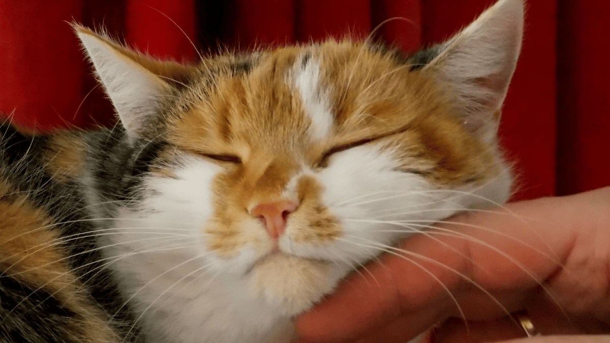 If your cat does this, it means something deeper (and that deeper ...