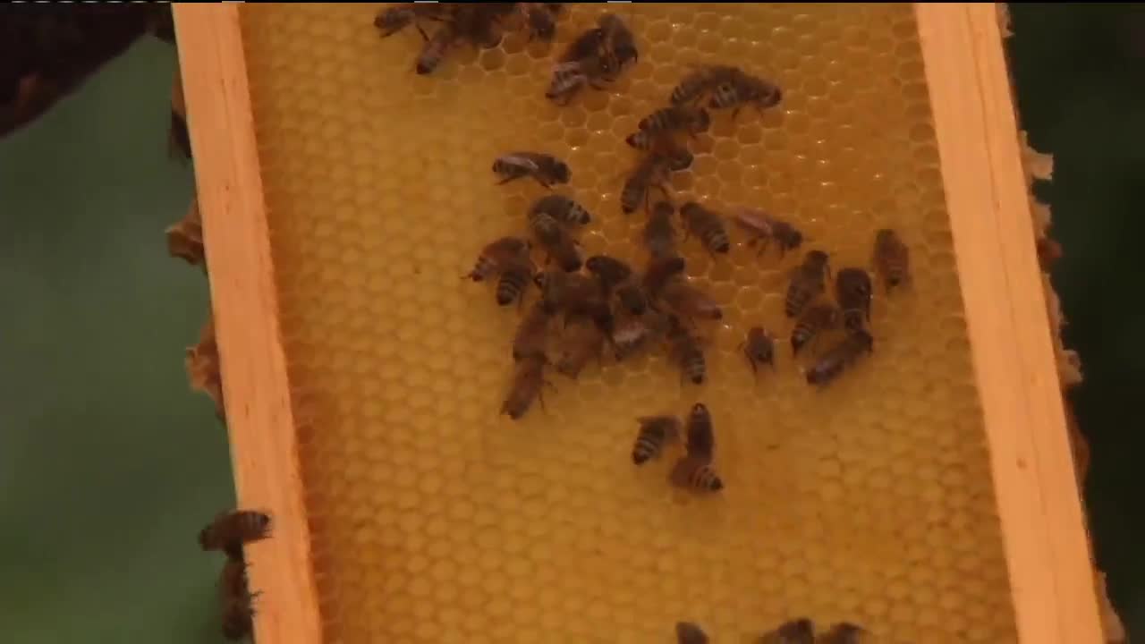 Honey bee swarms starting early