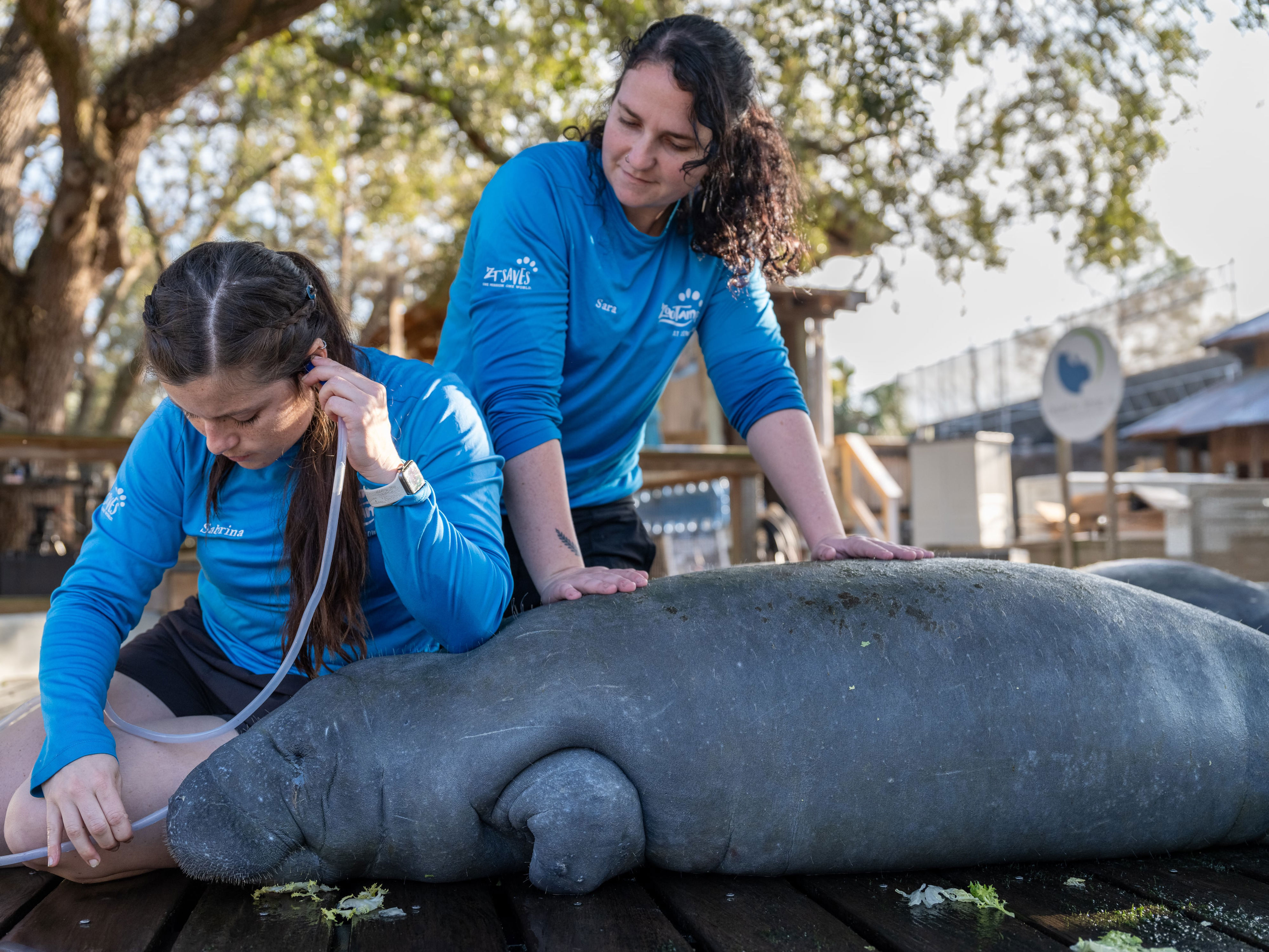 ZooTampa to host first manatee conservation celebration with family ...