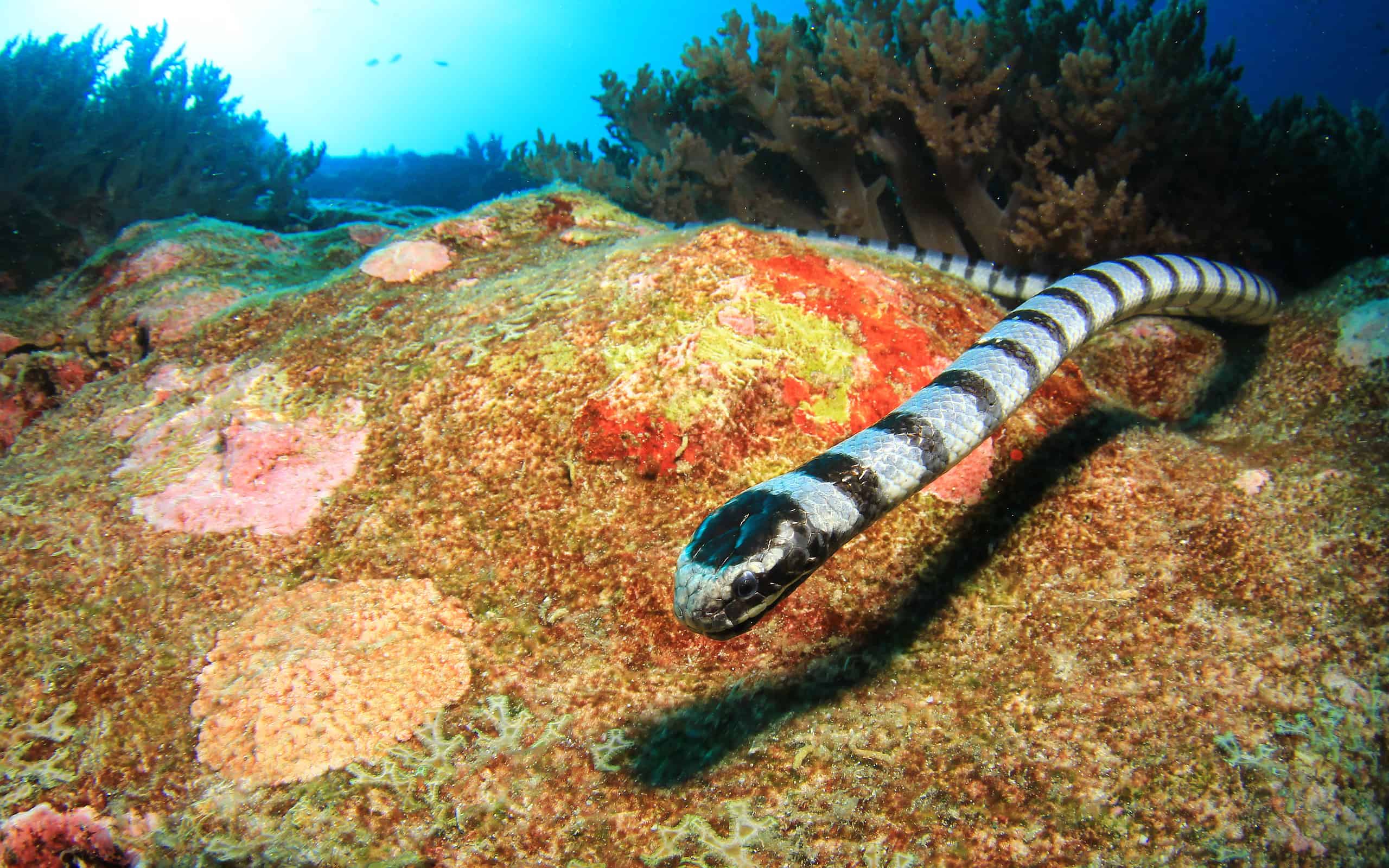 This giant sea snake grew as long as a telephone pole