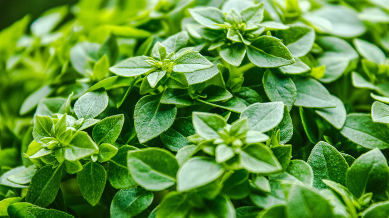 12 companion plants that will be your oregano's best friend in the garden