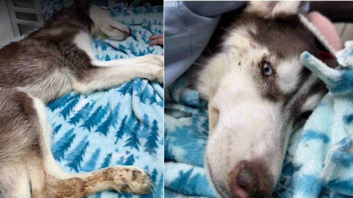 Frostbitten husky puppy found in crate under bridge dies after rescue ...