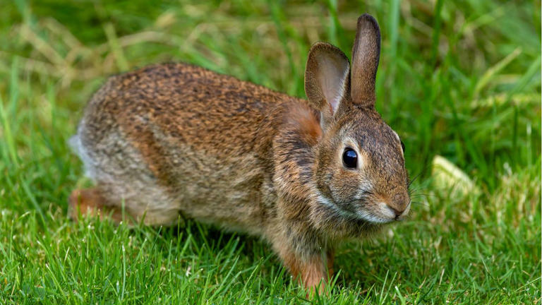 This jealous rabbit went viral after hilariously protesting the arrival ...