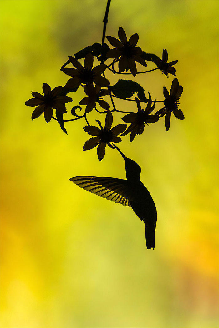 46 amazing bird photos that were recently announced as winners
