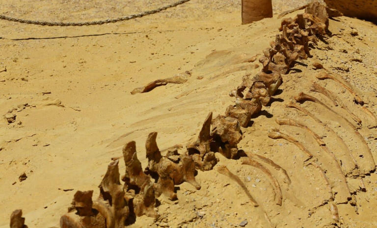 Beneath the Sahara’s sands, a team of researchers unearthed a giant ...
