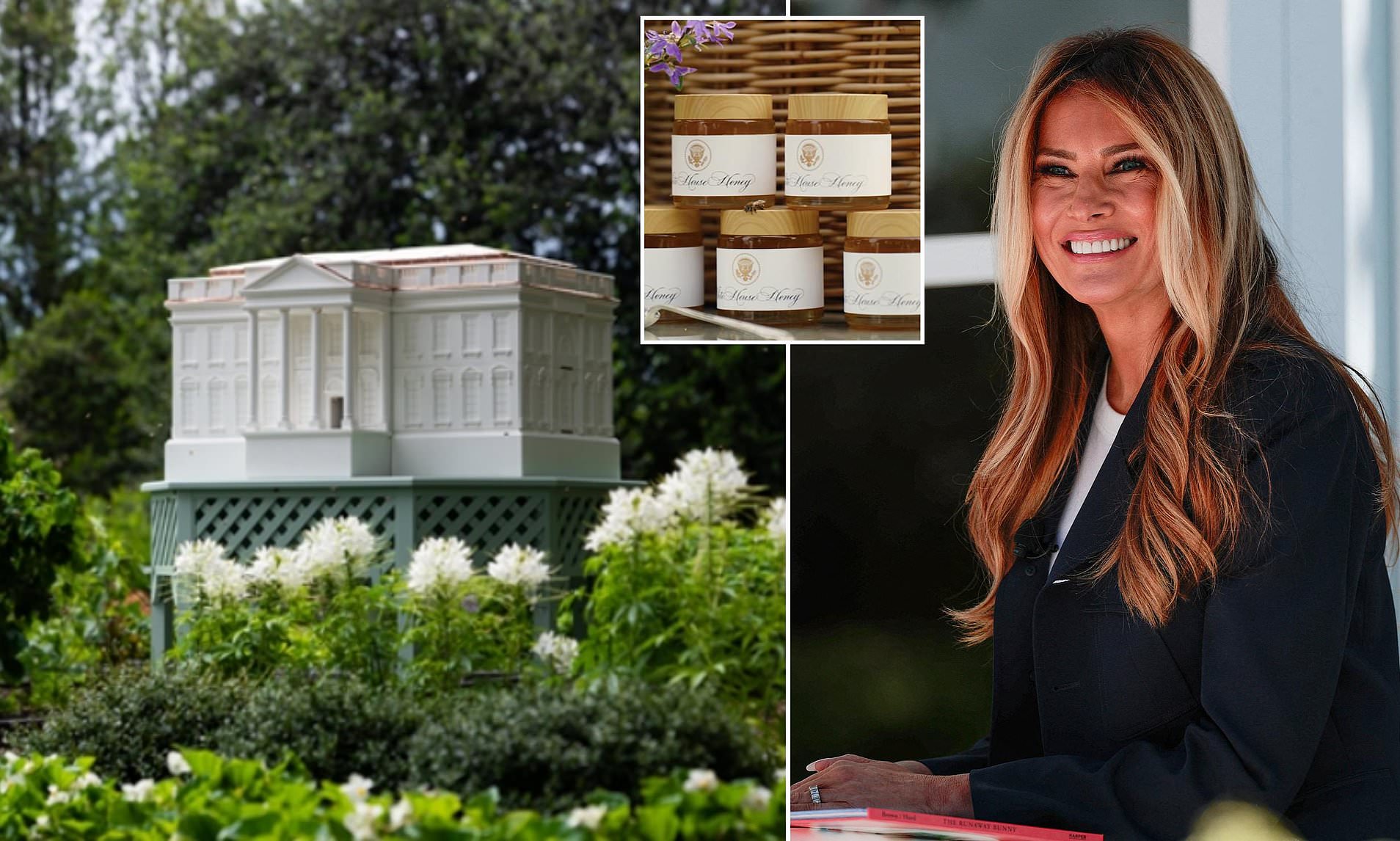 Melania sweetens White House grounds by adding two new honey bee colonies