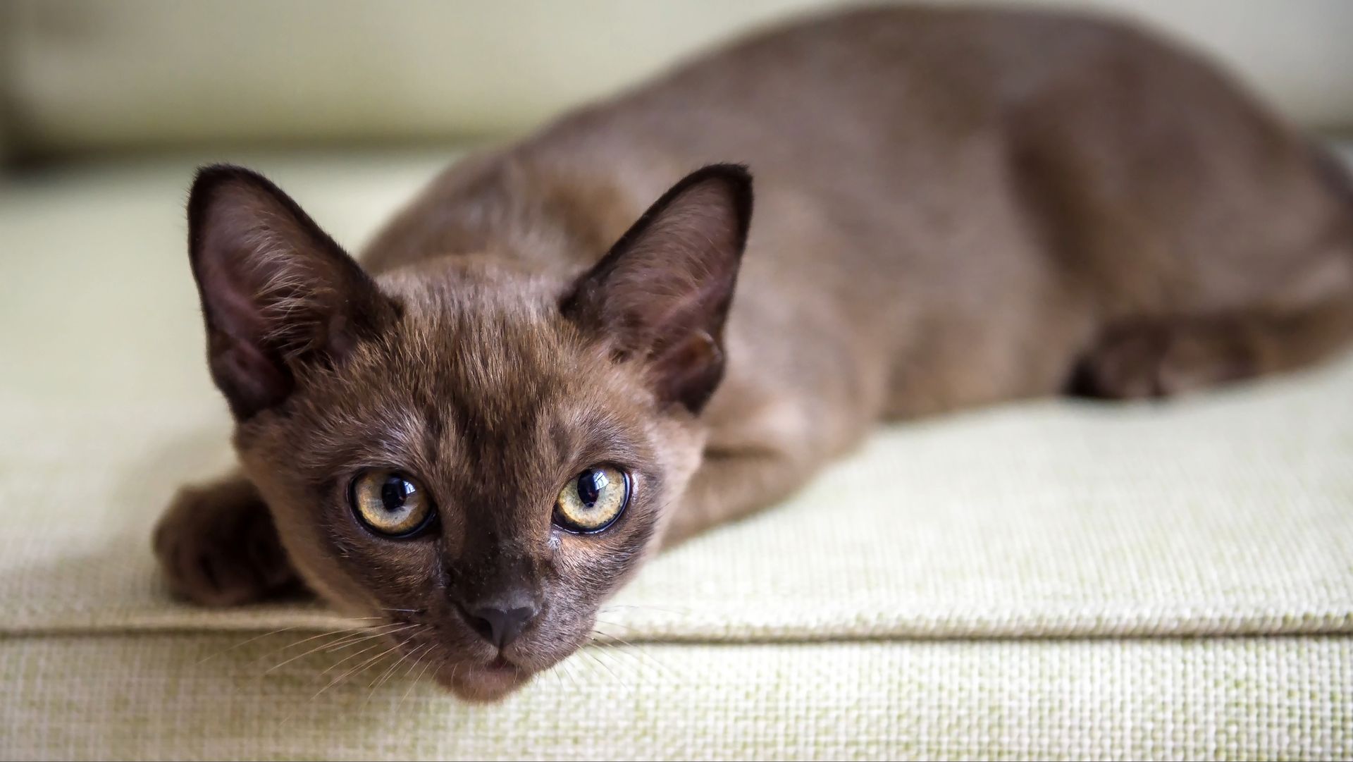Top reasons to love Burmese cats