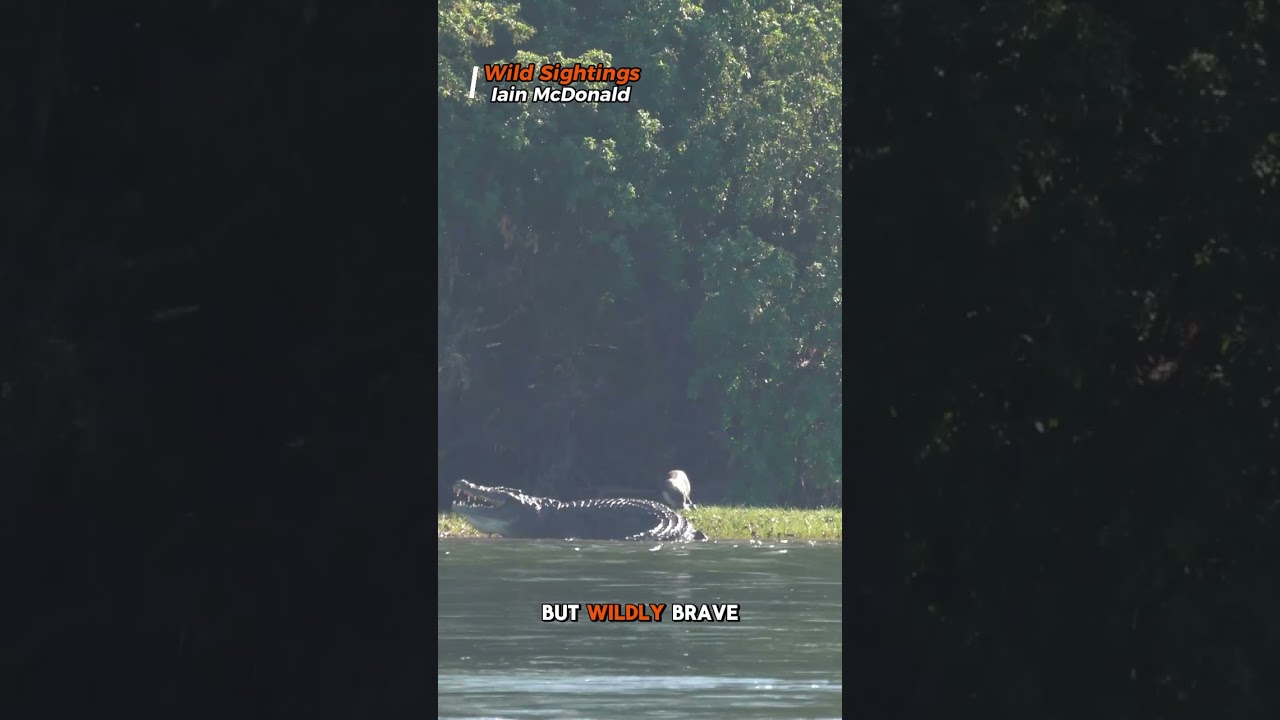 Fearless otter bites giant crocodile—twice! 🦦😱