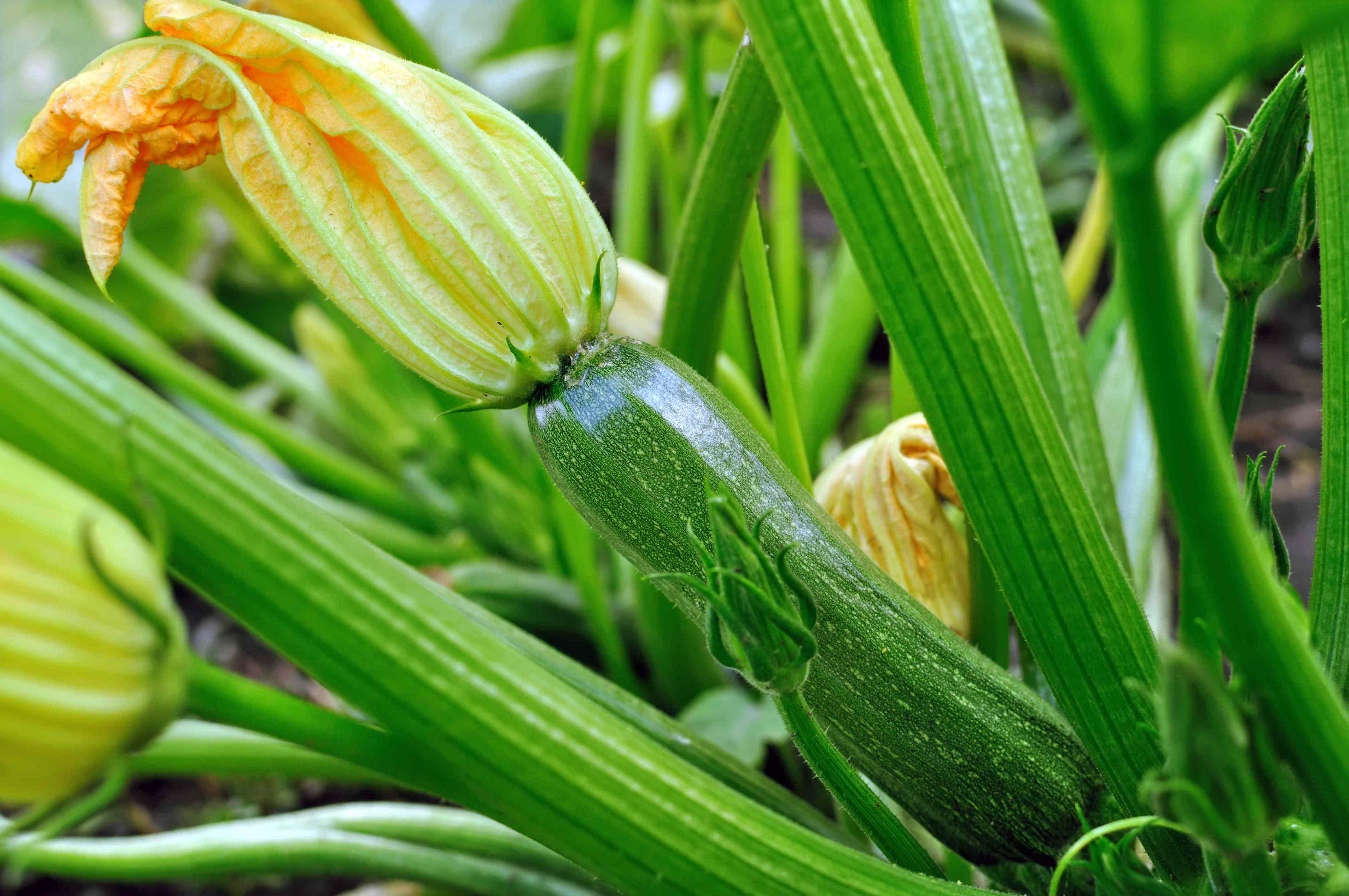 9 zucchini companion plants that help keep the pests and weeds away