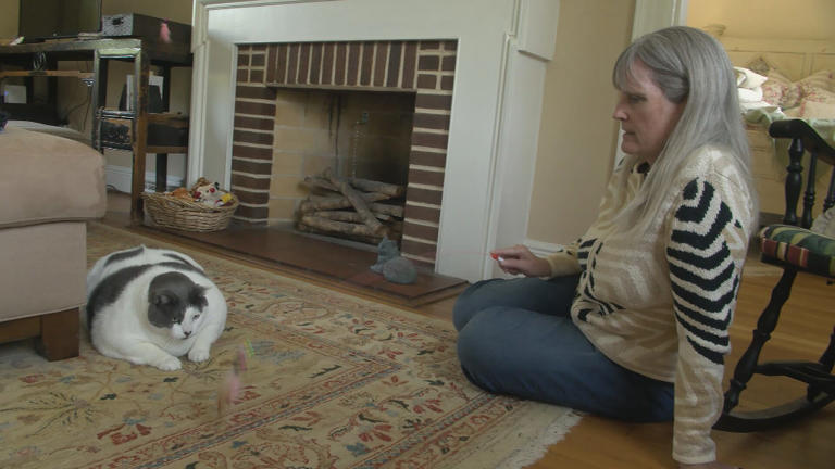 Viral 42-pound cat Patches loses 23 pounds 3 years after adoption