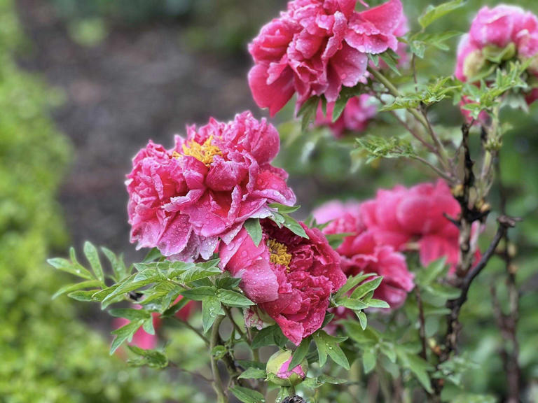 Spring plant sale list | Where to buy plants, flowers in the Piedmont ...