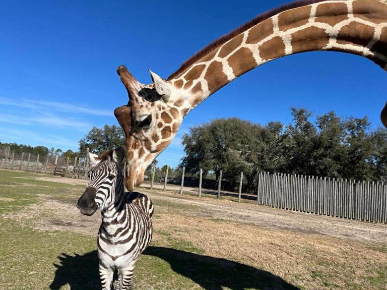 Heartwarming friendship between giraffe and zebra captivates visitors ...