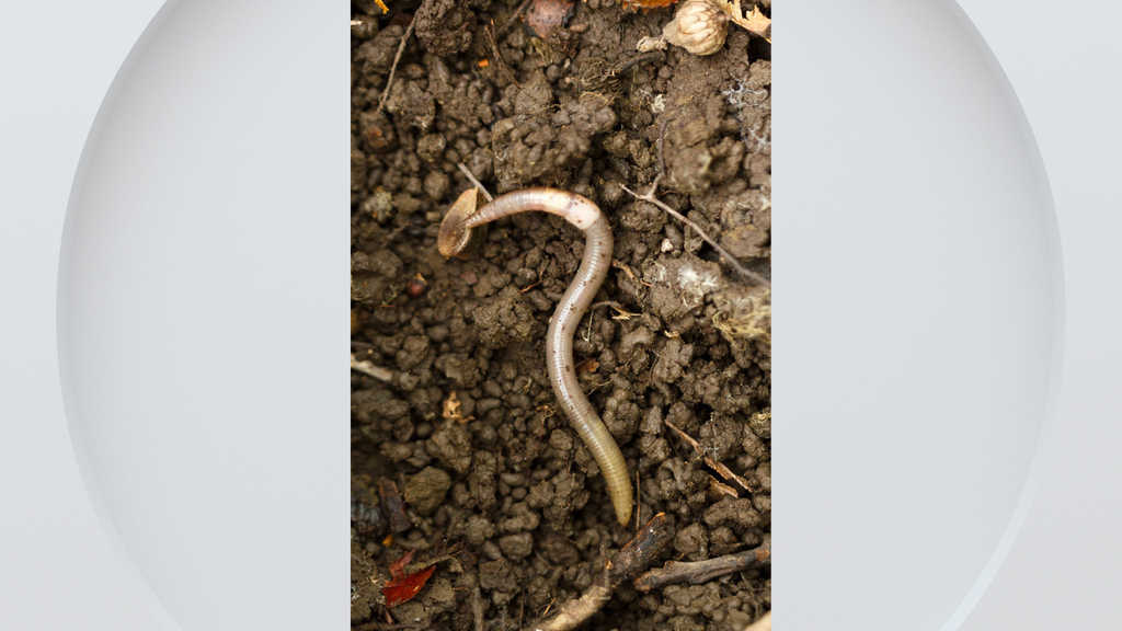 Invasive worm spreading across Colorado's Front Range