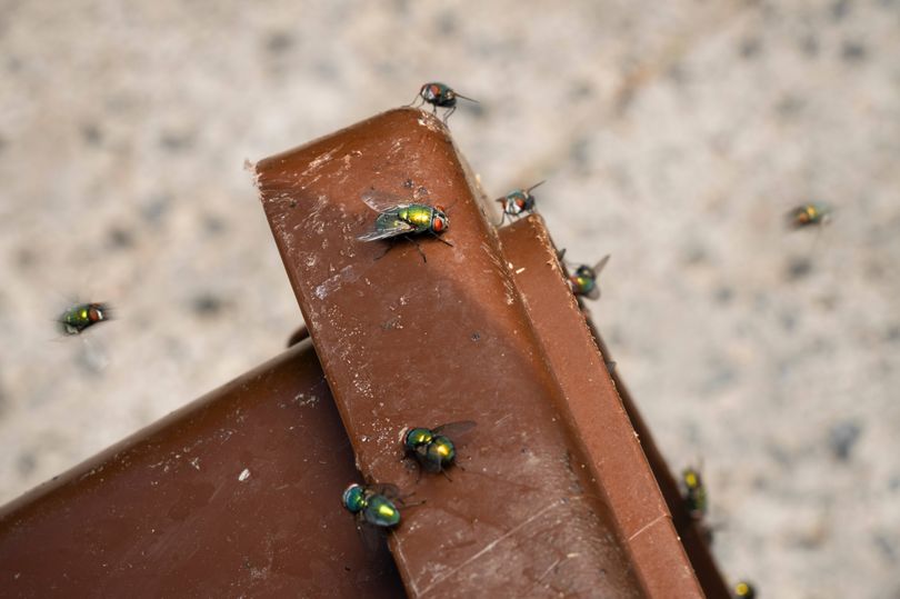 Bins will never have flies again if you use 1 simple item professional ...