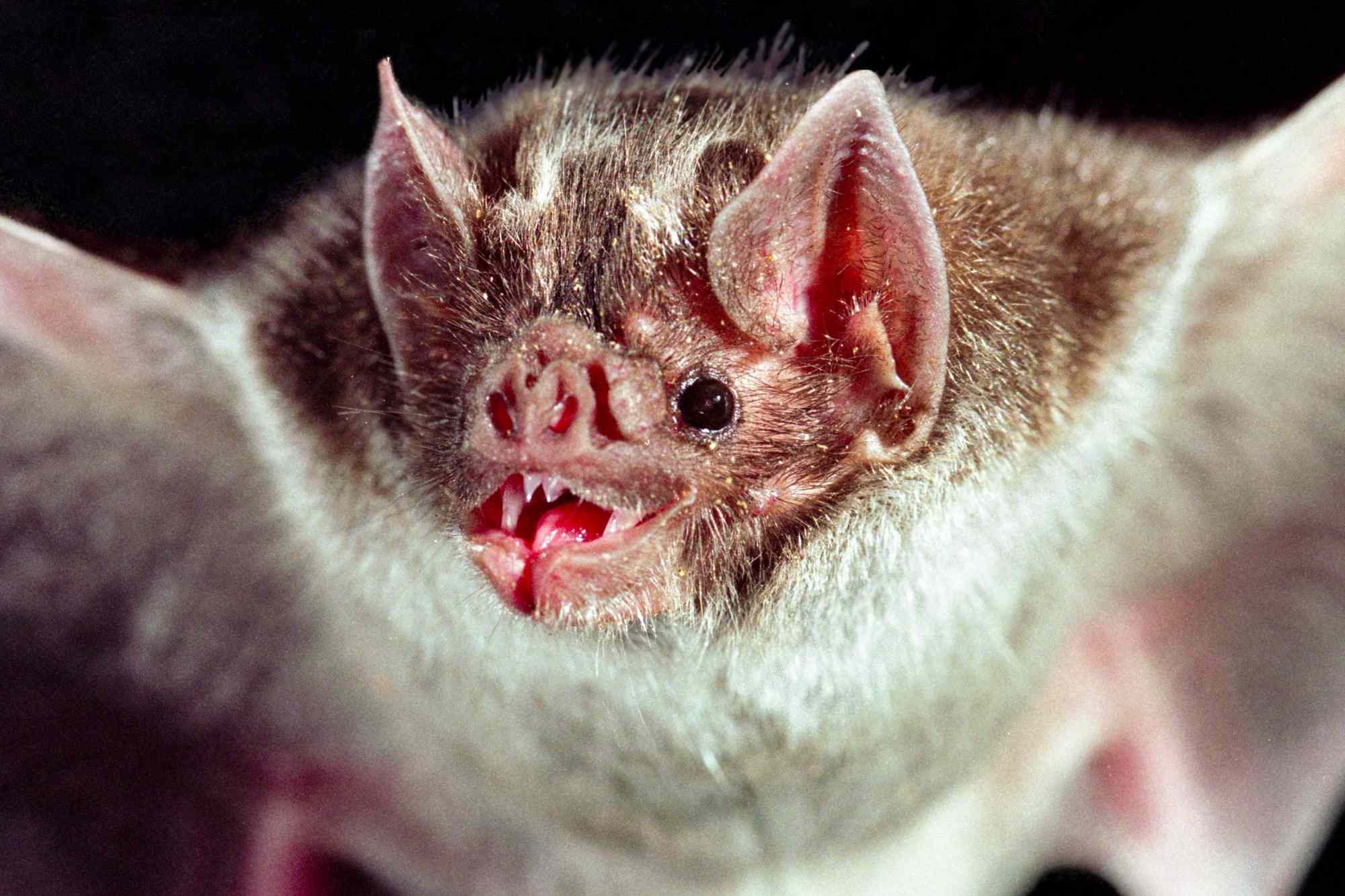 Vampire bats in southern states could spread 'zombie deer disease' to ...