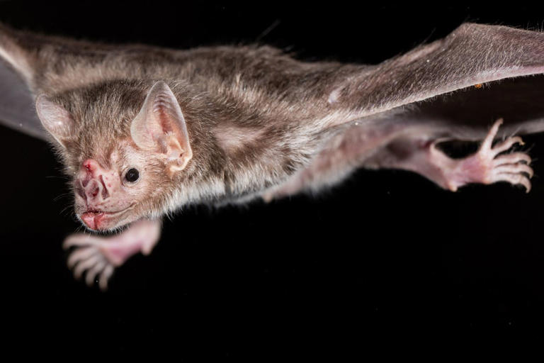Vampire bats in southern states could spread 'zombie deer disease' to ...