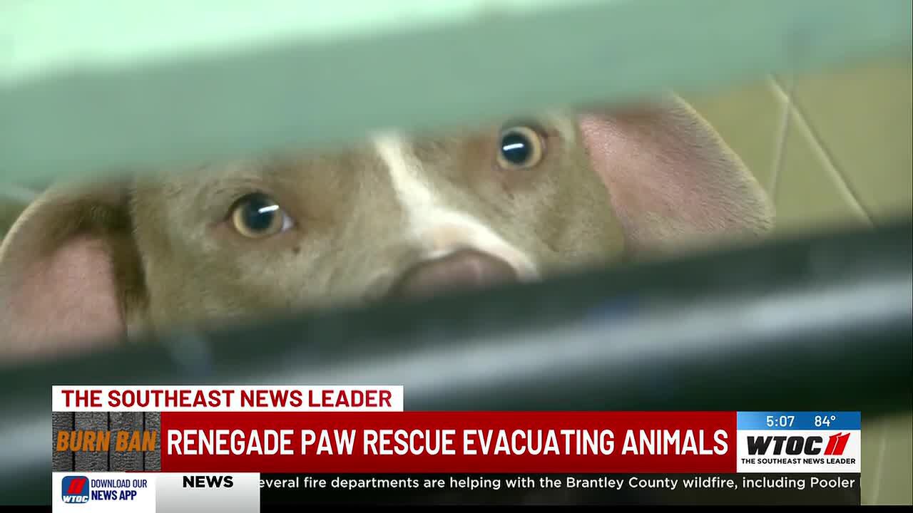 Animal rescues evacuate pets from wildfire zones in southeast Georgia