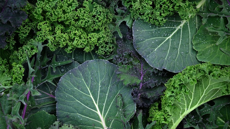 12 tips you need when cooking with kale