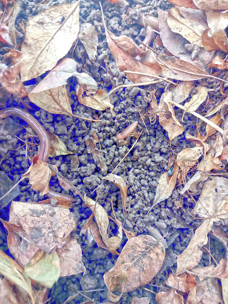 'Crazy worm' spreading to new states has been in Texas for years