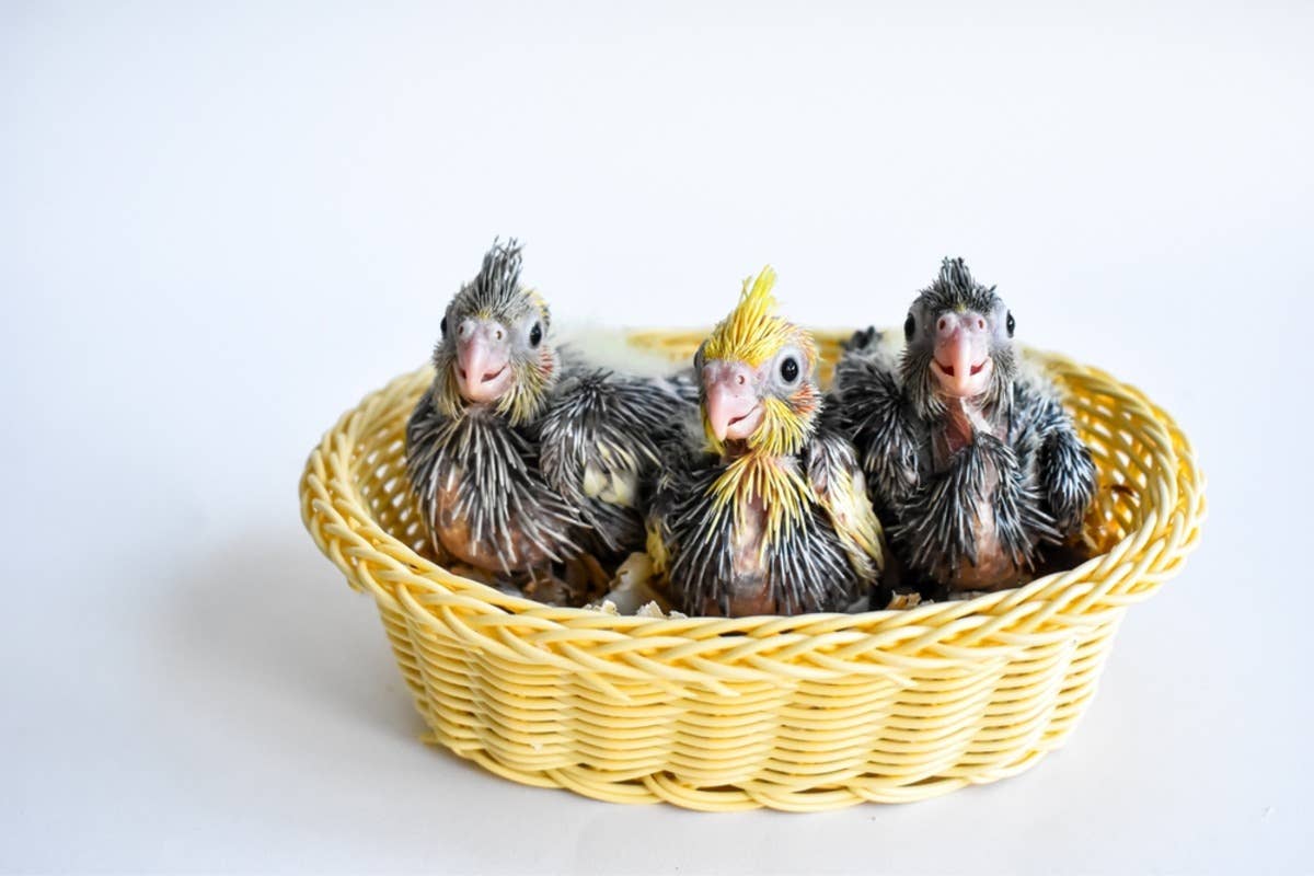 Adorable sleepy baby cockatiels sway and snuggle in their first video