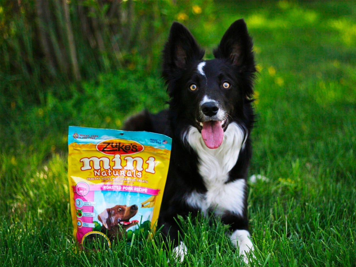 How to potty train a puppy and the supplies you need to do it ...