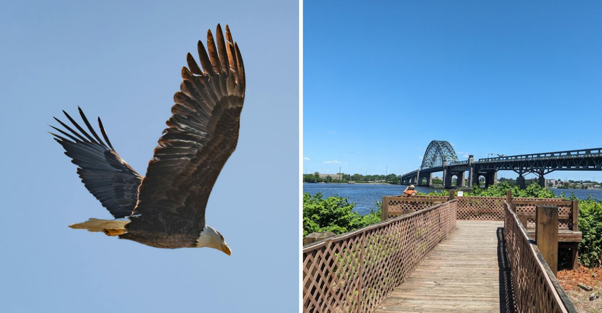 This New Jersey nature park hides a boardwalk trail where eagles soar ...