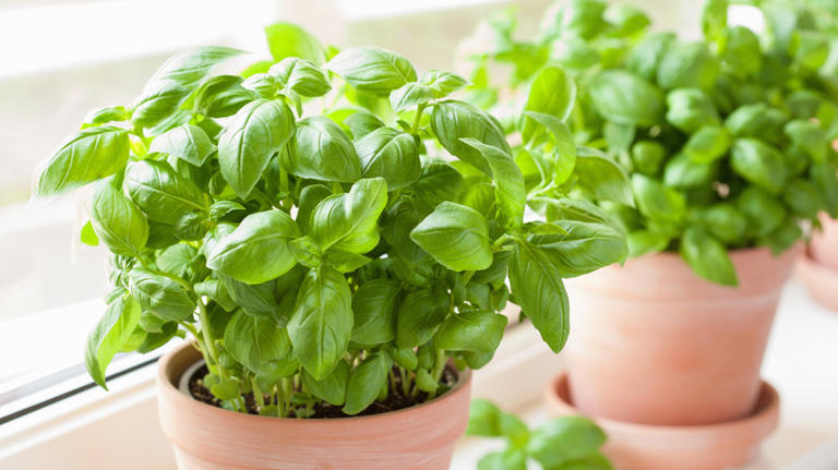 11 herbs that can be easily propagated from cuttings