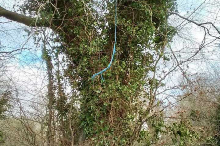 Family of 12-year-old Surrey girl killed by fallen tree branch ...