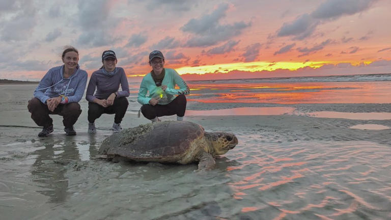 Community Corner: Caretta Research Project celebrates 54 years of Sea ...