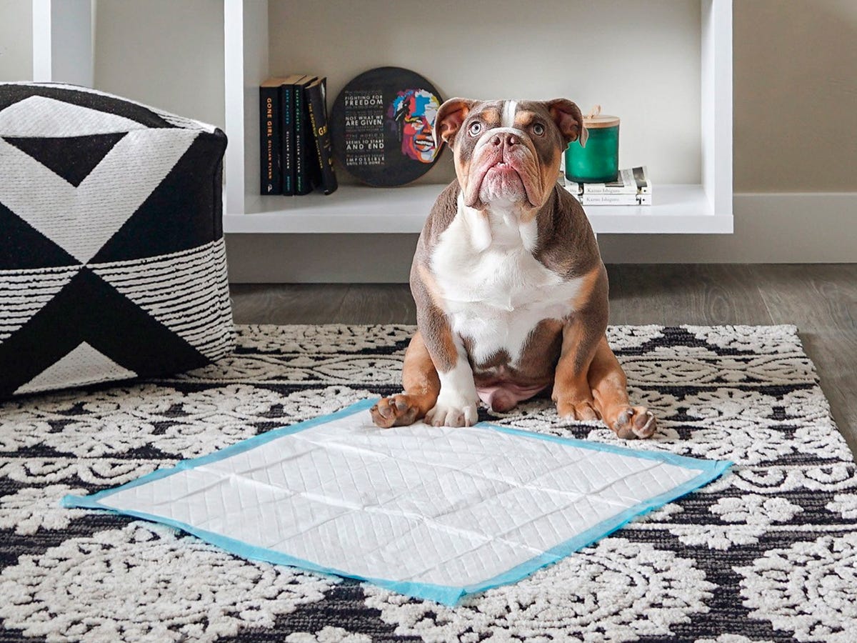 How to potty train a puppy and the supplies you need to do it ...