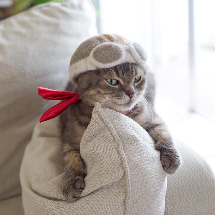 Cats that have a huge collection of hats made out of their shed fur