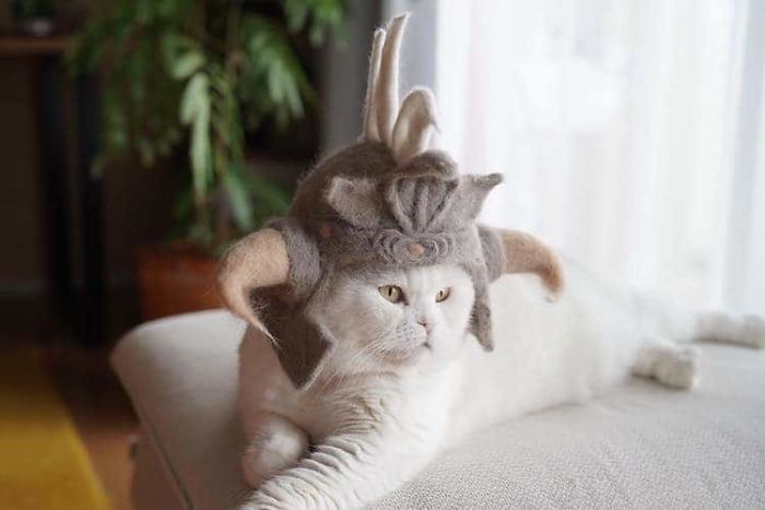 Cats that have a huge collection of hats made out of their shed fur