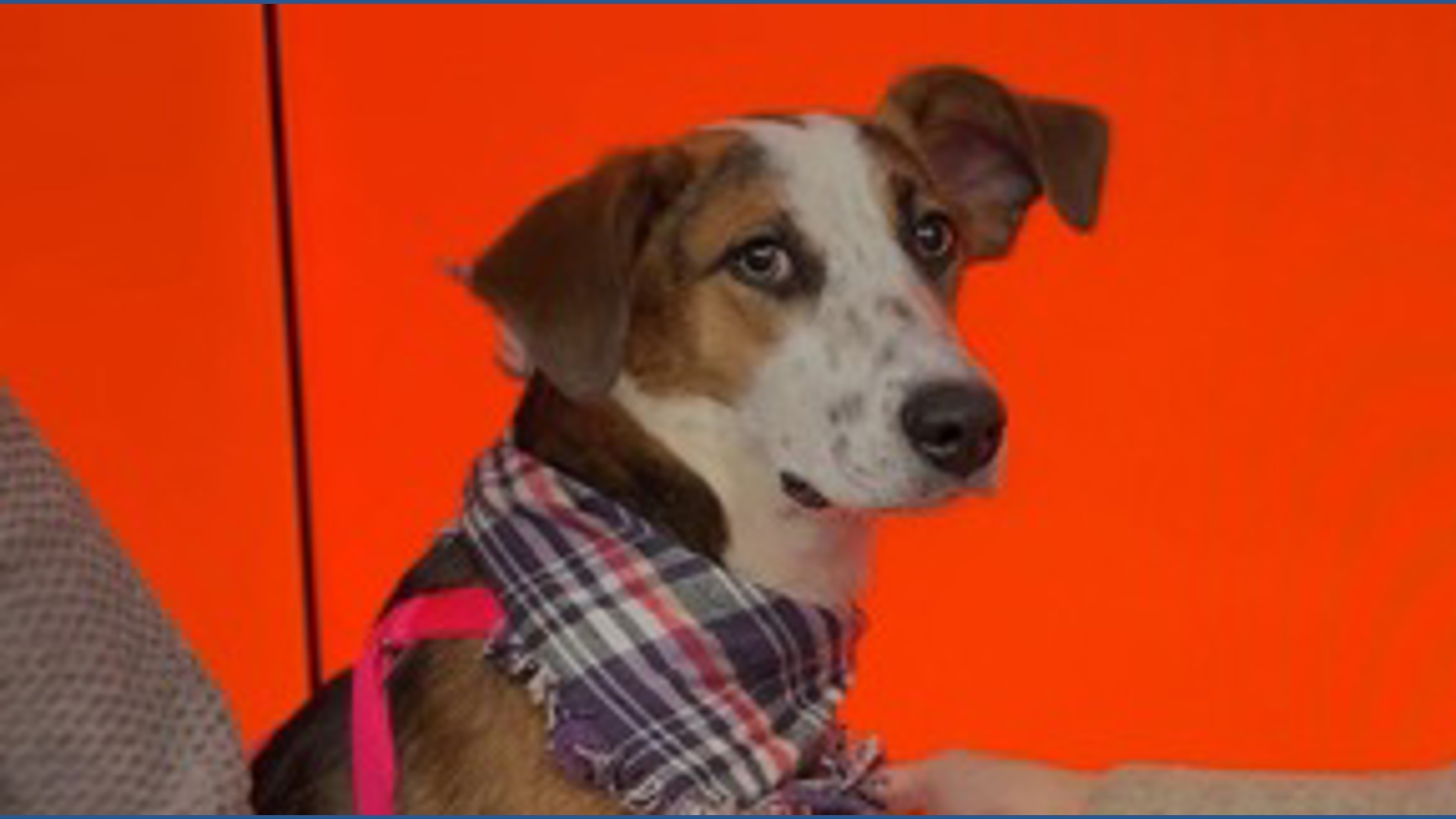 Fetch me a home | Danna is shy but loving