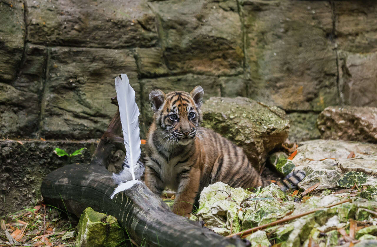 New Sumatran tiger cub at Dallas Zoo gets name from public contest
