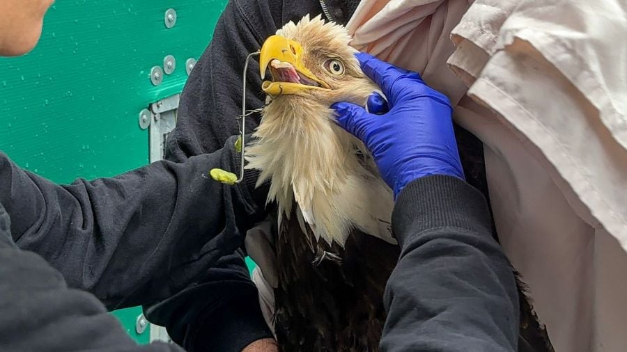 Bald eagle recovering at WA wildlife center after being shot in face